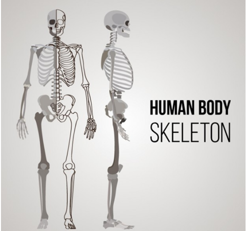 Body Movements Class 6 notes - Chapter 8